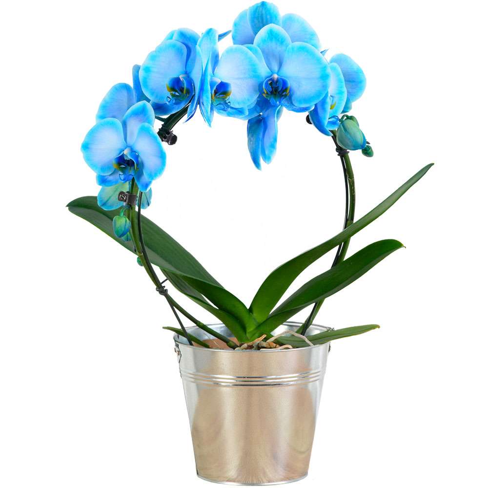 Orchidée "ORCHIDEE BLEUE" - Livraison Express | Florajet