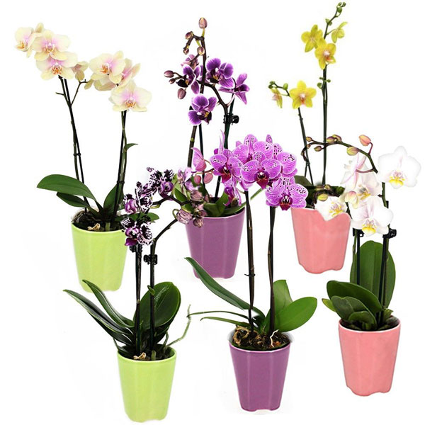 Orchidée "6 MINI ORCHIDEES" - Livraison Express | Florajet