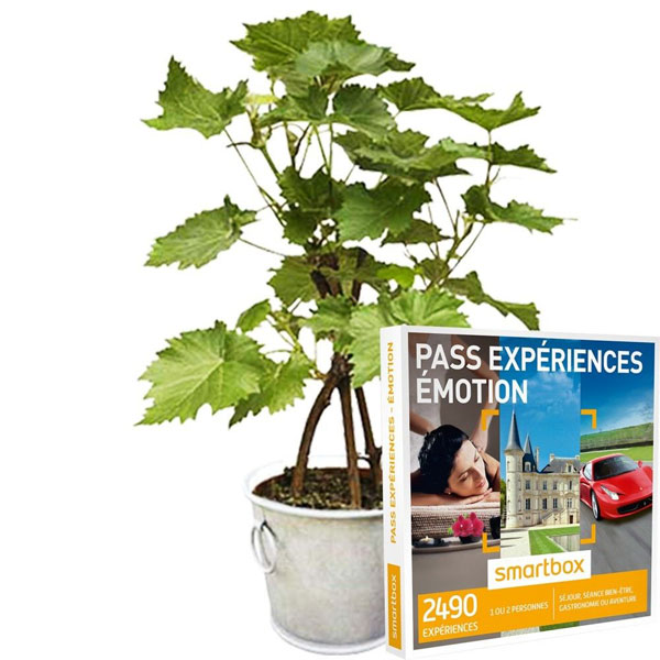 Cadeaux Bien-Etre "PIED DE VIGNE + SMARTBOX EMOTION" - Livraison ...