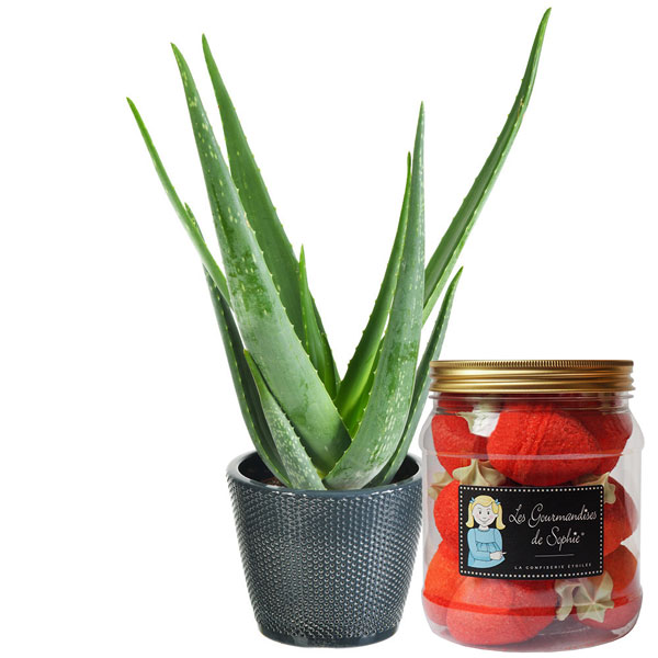Cadeaux Gourmands "ALOE VERA + POT CERAMIQUE + BONBONS FRAISES ...