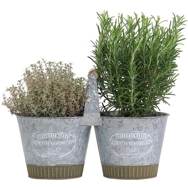Plantes et Arbustes "DUO THYM + ROMARIN" - Livraison Express | Florajet