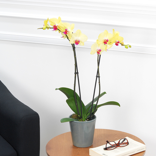Orchidée "ORCHIDEE JAUNE 2 BRANCHES" - Livraison Express | Florajet