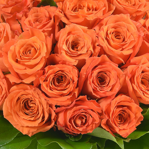 Bouquet de 30 Roses Orange - Livraison en Express | Florajet