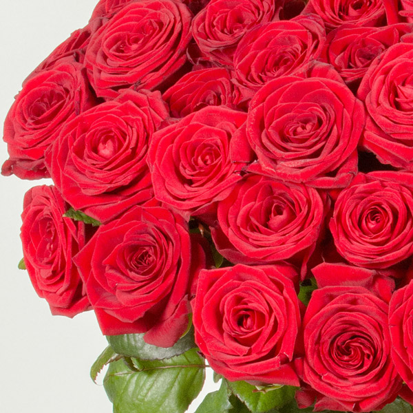 Bouquet de roses "85 GRANDES ROSES ROUGES" - Livraison Express | Florajet