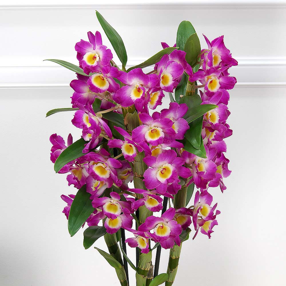 Orchidée "DENDROBIUM MAUVE" - Livraison Express | Florajet