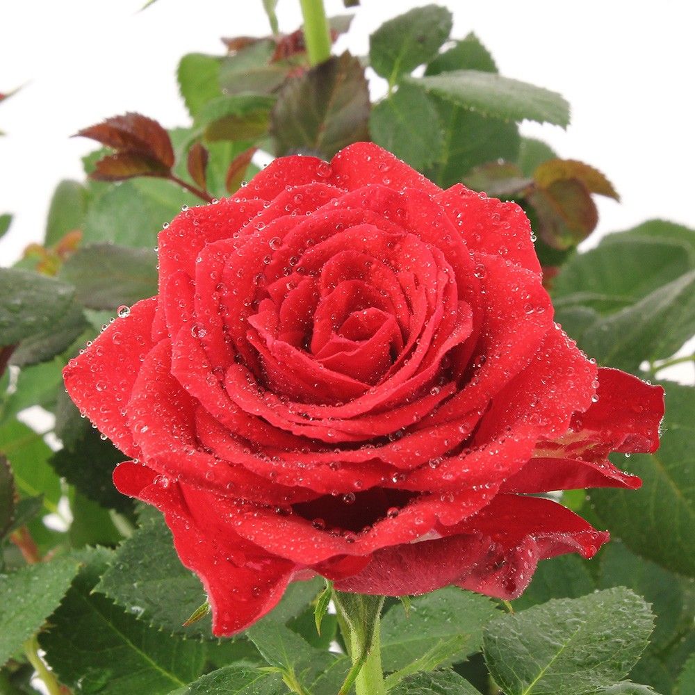 Plantes et Arbustes "ROSIER ROUGE + POT BEIGE RAYE EN CÉRAMIQUE ...