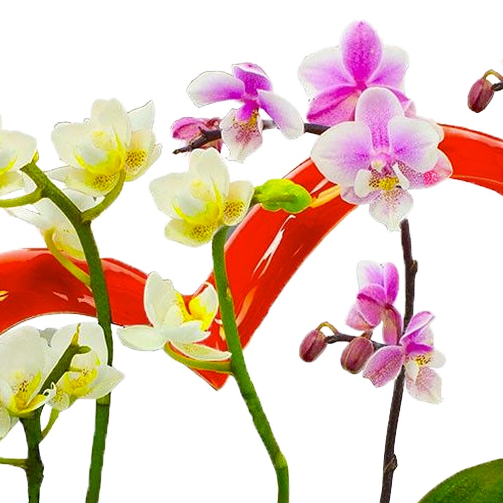 Orchidée "COEUR ROUGE EN CERAMIQUE ET SES 2 MINI-ORCHIDEES" - Livraison ...