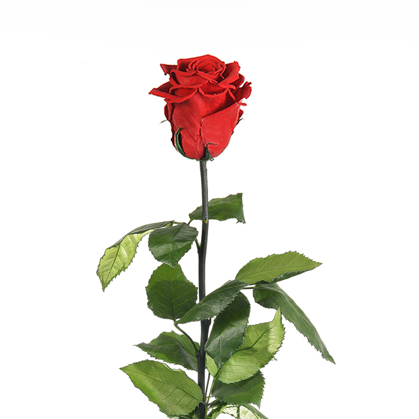 Bouquet de roses "ROSE ETERNELLE 70CM + SOLIFLORE" - Livraison Express ...