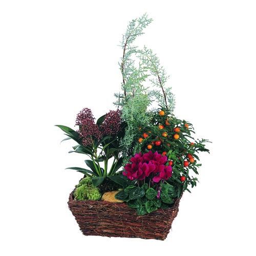 Composition "PETIT JARDIN" - Livraison Express | Florajet