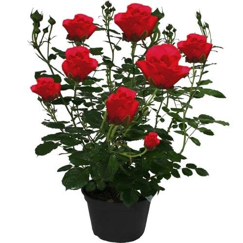 Plante fleurie "ROSIER ROUGE" - Livraison Express | Florajet