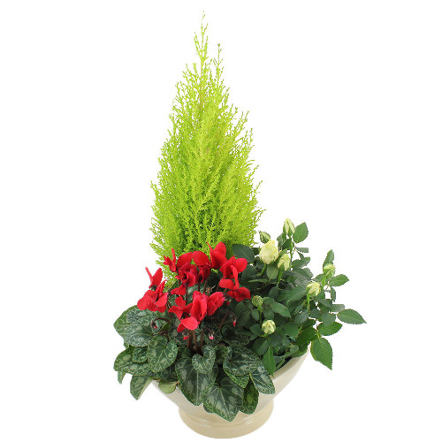 Plantes Deuil "AFFINITE" - Livraison Express | Florajet